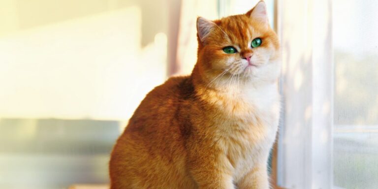Celebrating Garfield Day: A Tribute to the World’s Most Famous Feline ...